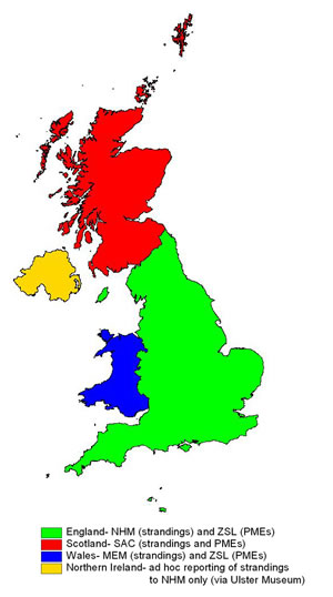 UK Cetacean Strandings Investigation Programme